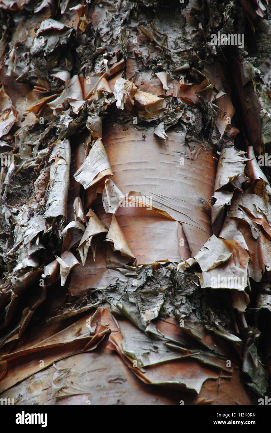 China wildlife hi-res stock photography and images - Alamy