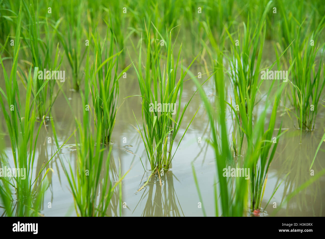 Close-up of rice plant in paddy rice field Stock Photo - Alamy