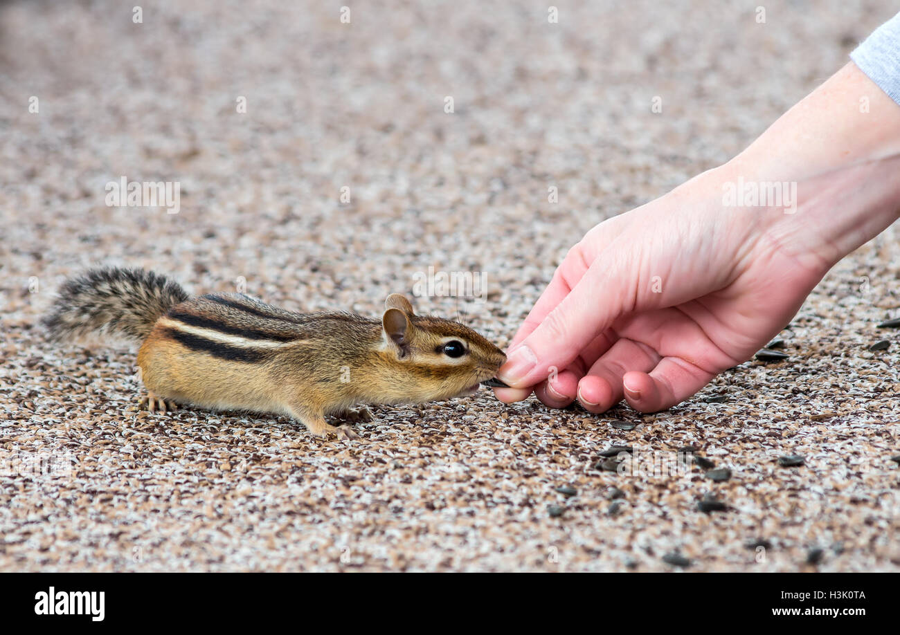 womans hand feeding and petting a wild chipmunk on an outdoor carpet ...