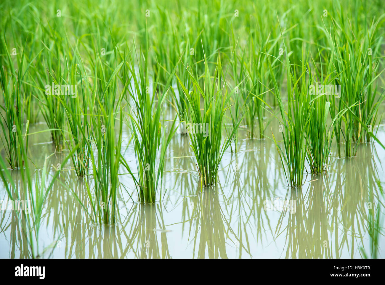 Close-up of rice plant in paddy rice field Stock Photo - Alamy