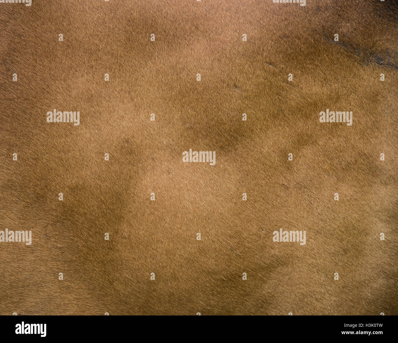 close-up of brown cow skin texture background Stock Photo - Alamy