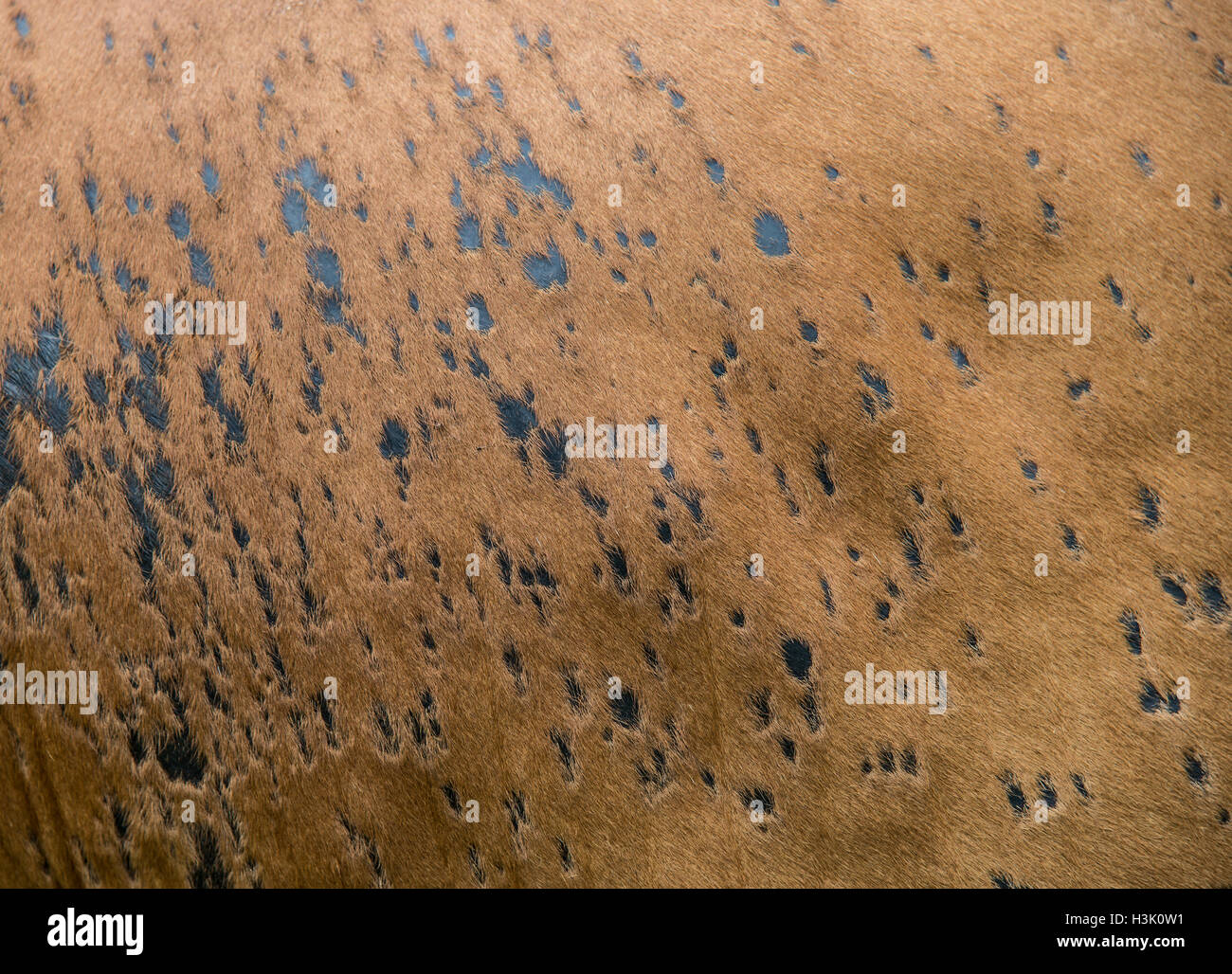 close-up of brown cow skin texture background Stock Photo - Alamy
