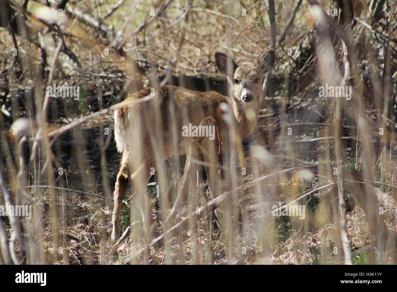 Bucks County, Pennsylvania. 11th Oct, 2014. A wild deer looks through ...
