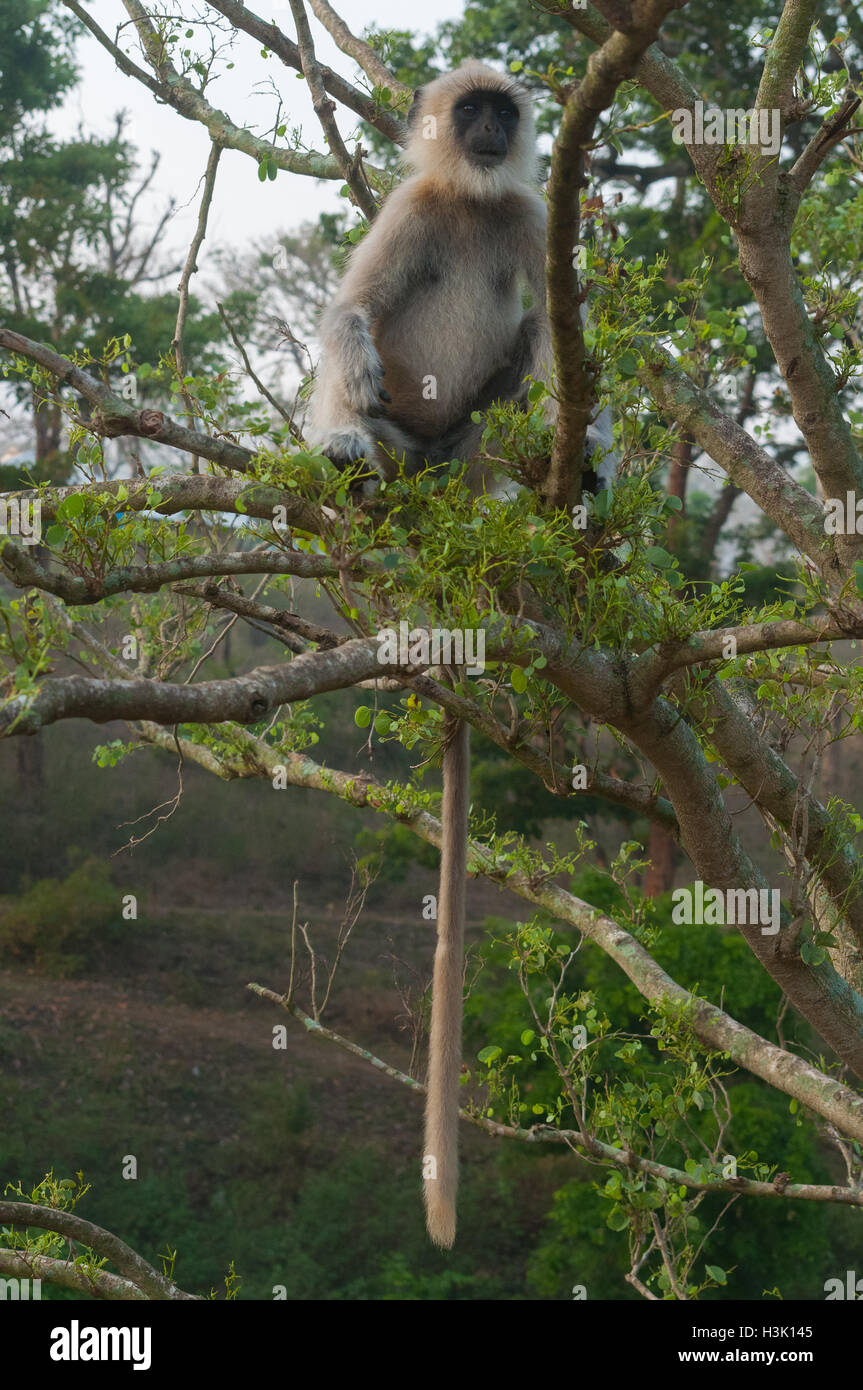 Indian langur of mudumalai hi-res stock photography and images - Alamy