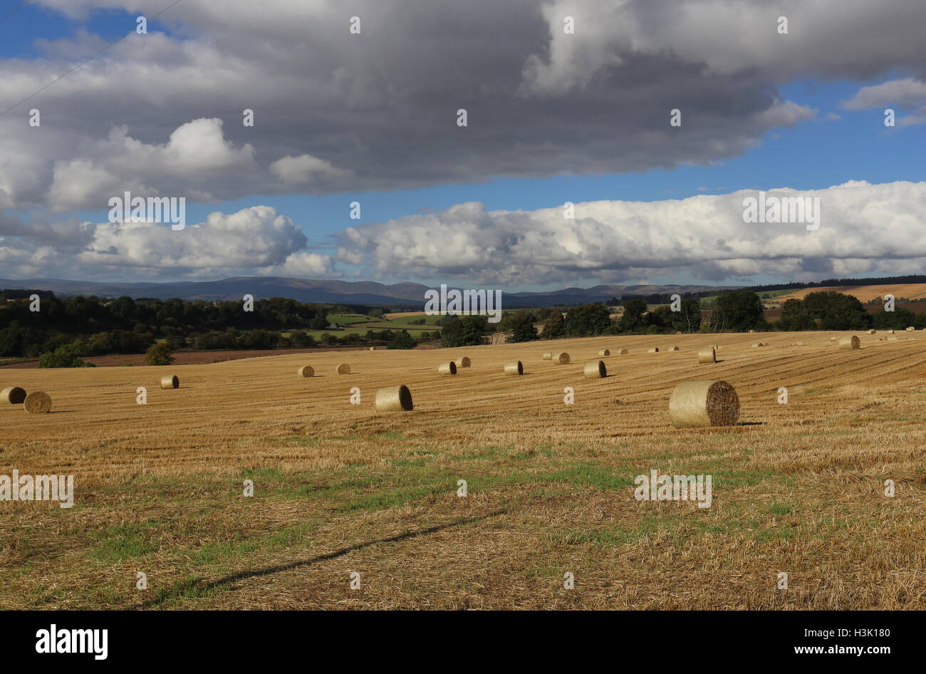 Hay bales in field Aberdeenshire Scotland October 2016 Stock Photo - Alamy