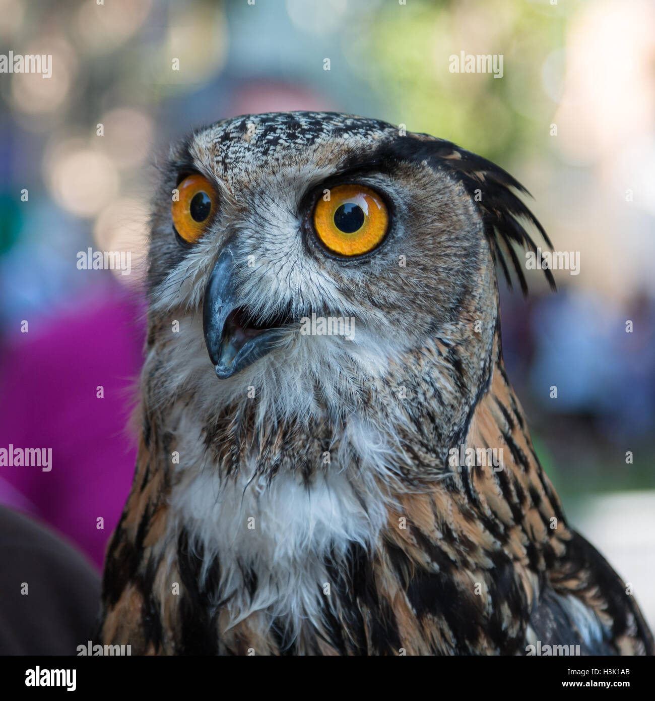 Buff Eurasian Eagle-owl with Orange Eyes Stock Photo - Alamy