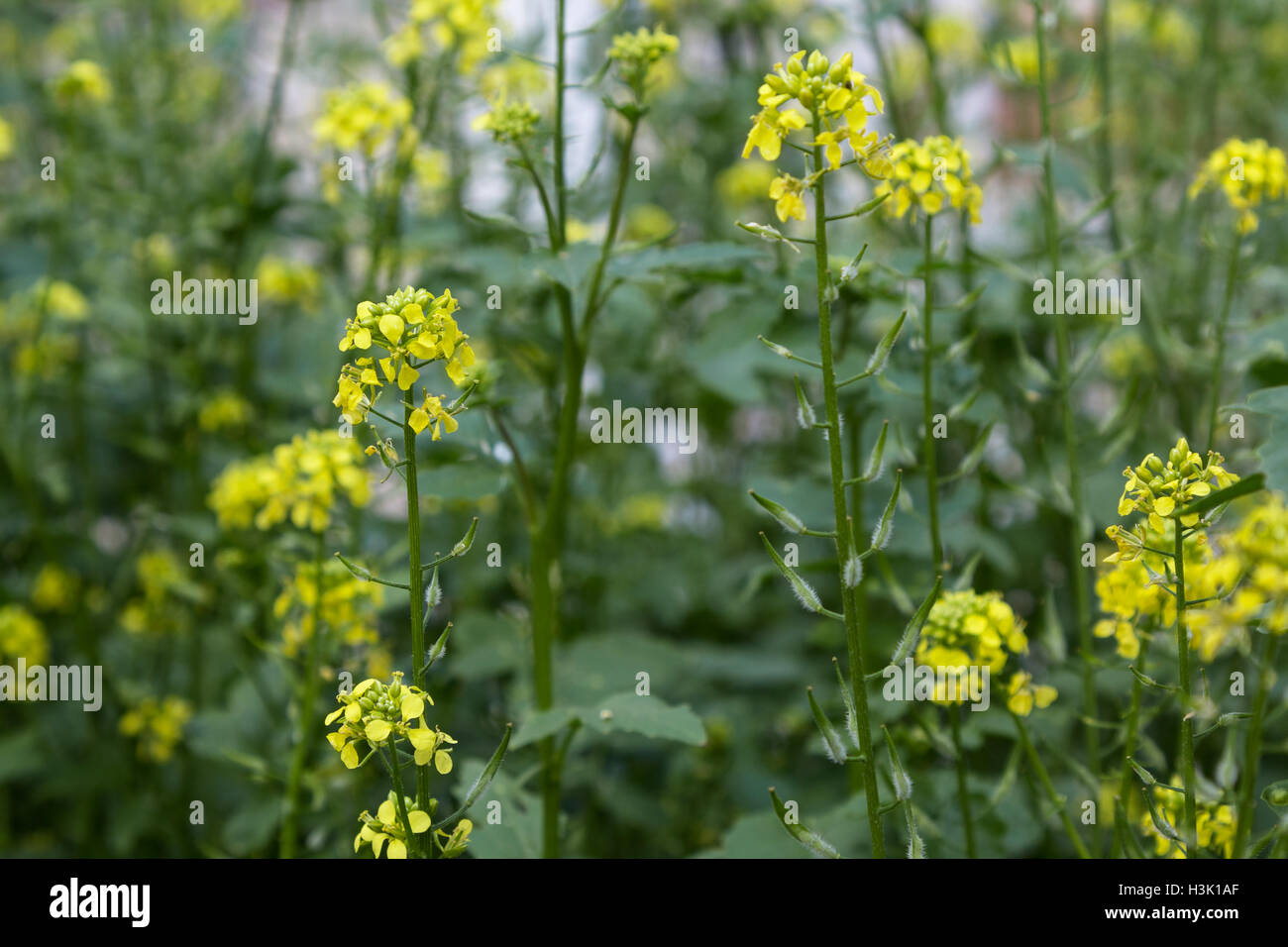 Yellow Mustard Flowers and Plants Cultivation Stock Photo - Alamy