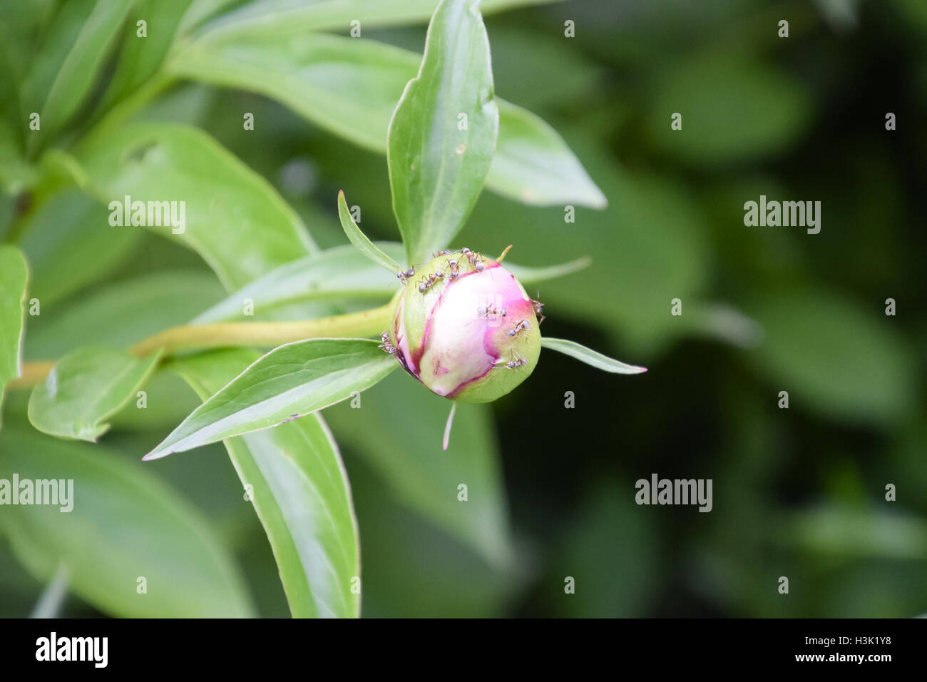 Ants in the unopened bud of peony. Ants collect sweet sap of the plant ...