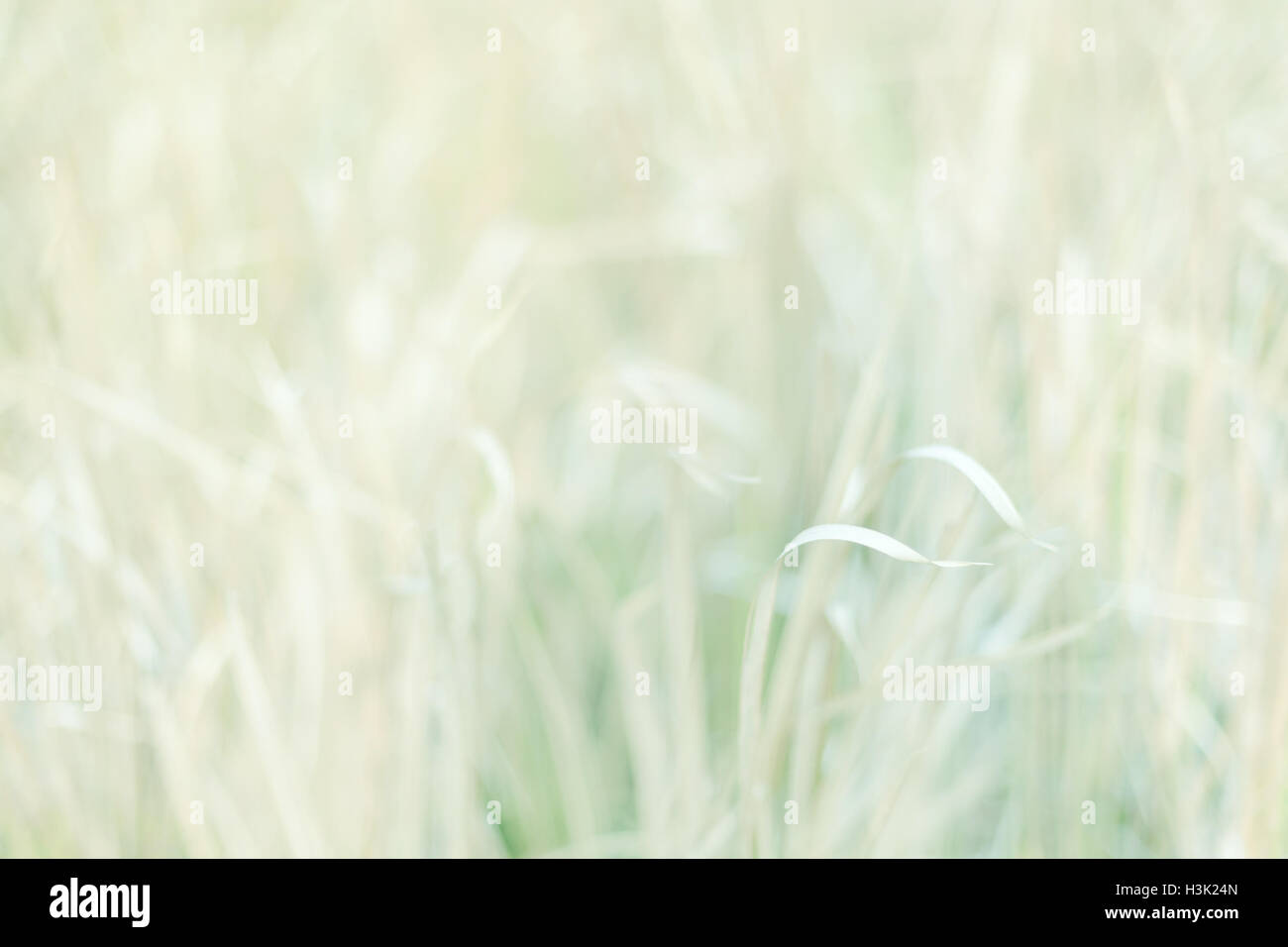 Selective soft focus meadow on sweet vintage colour filter. Abstract ...