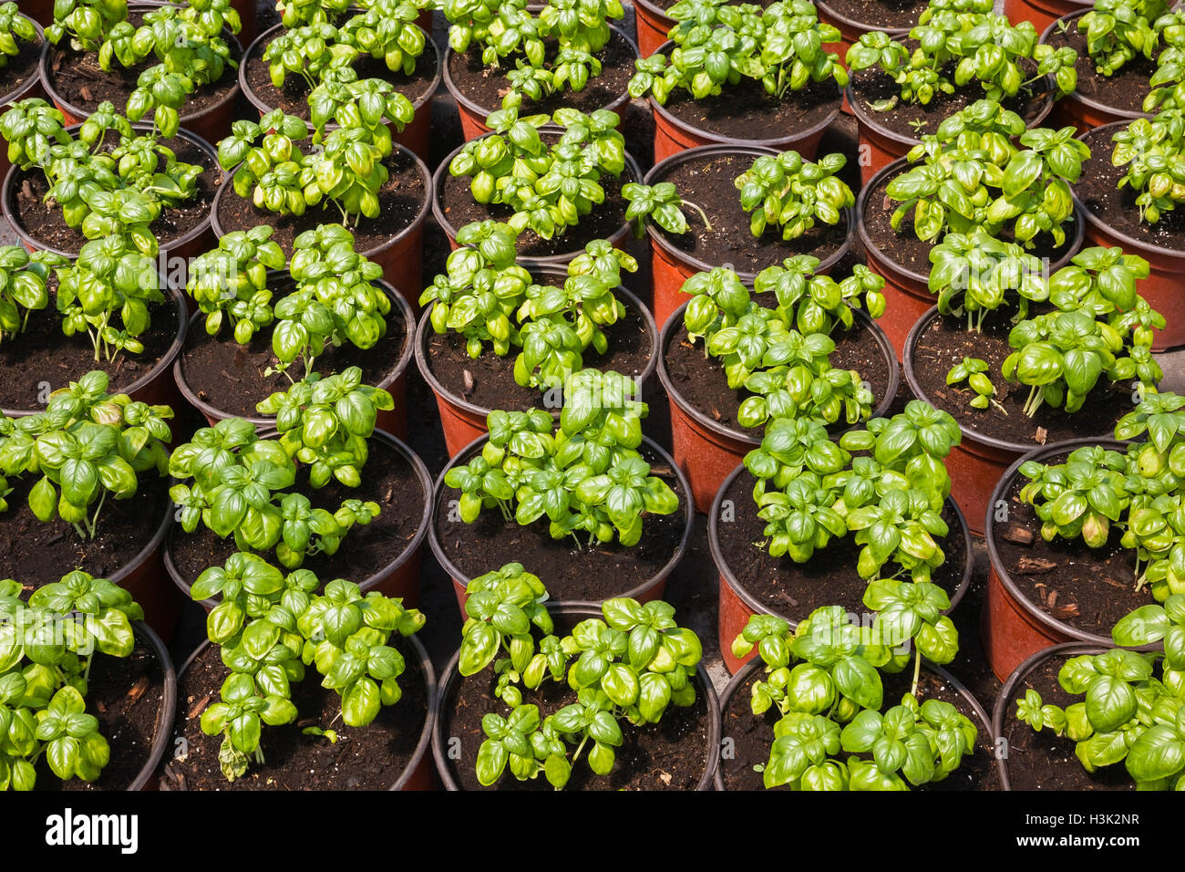 Rows of sweet basil herb seedlings growing in plastic containers Stock ...