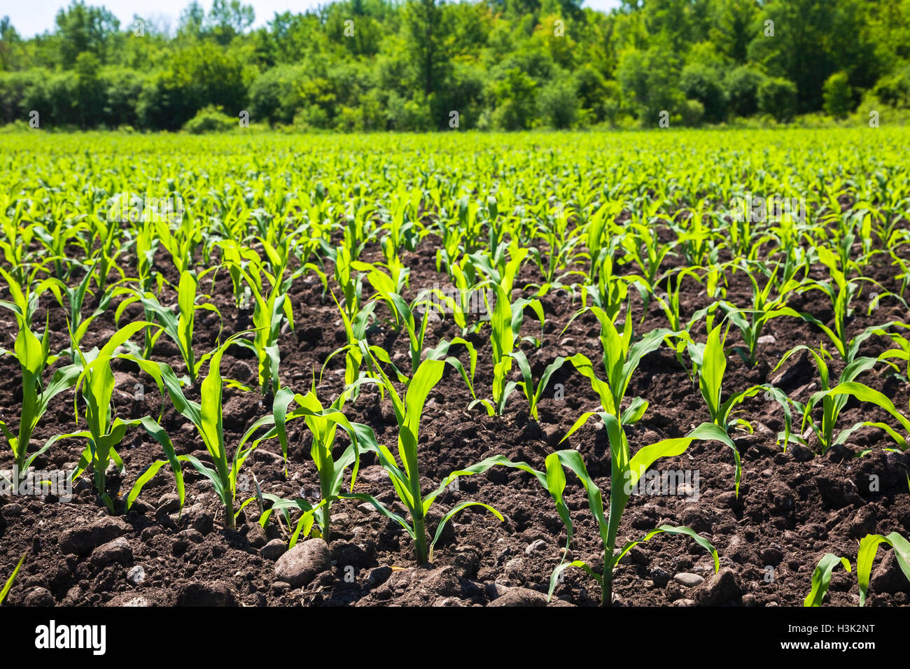 Corn plant seedlings in field Stock Photo - Alamy