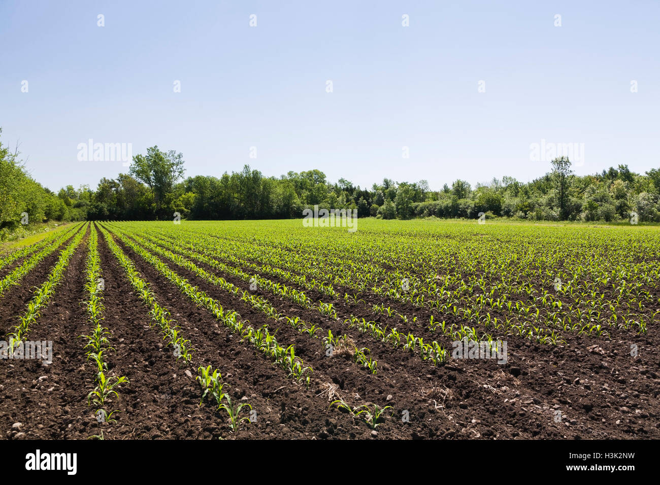 Seedlings field hi-res stock photography and images - Alamy
