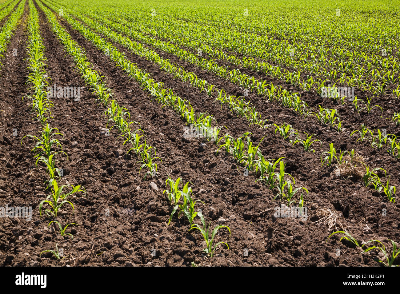 Seedlings field hi-res stock photography and images - Alamy