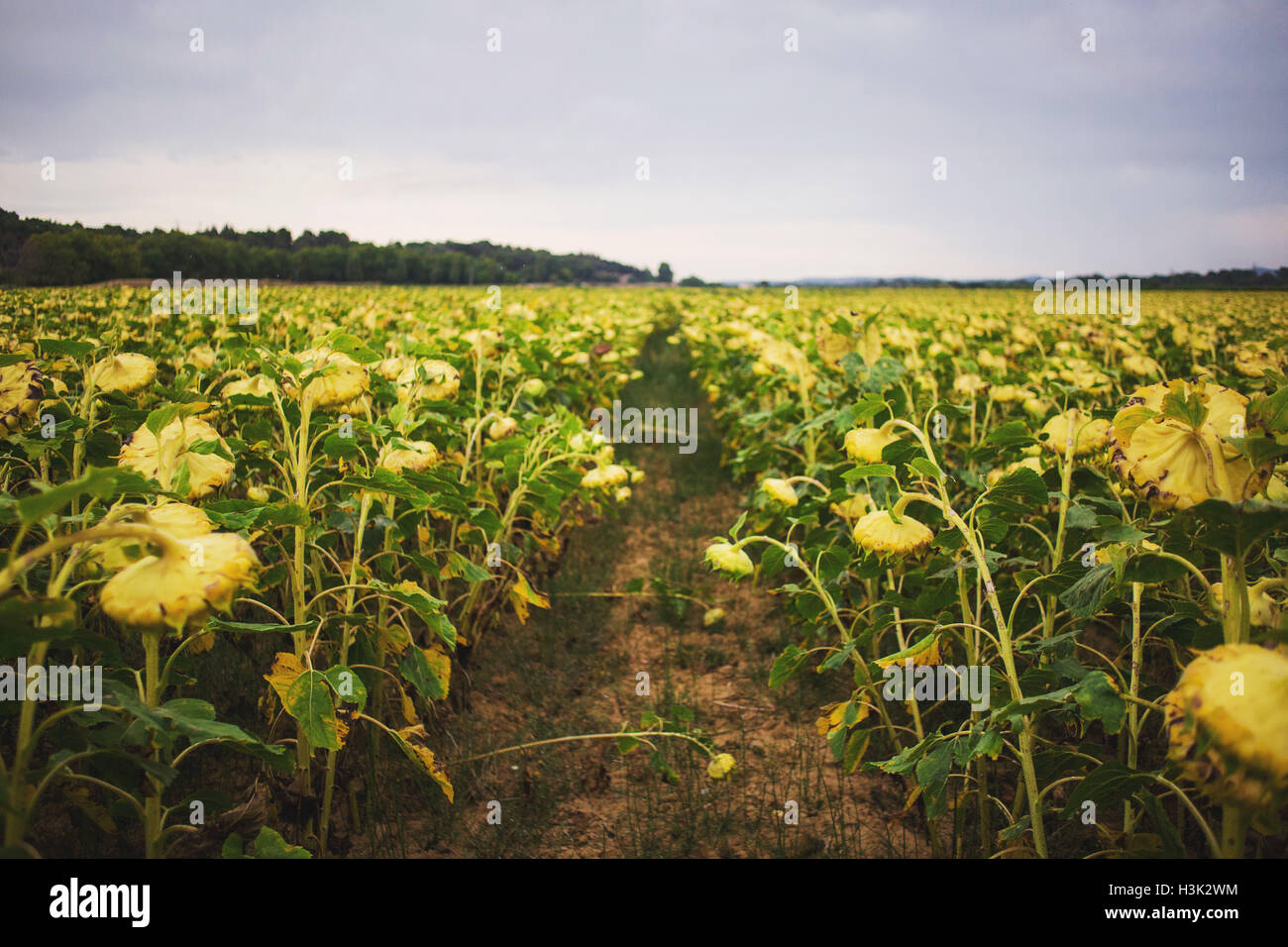 Olonzac france hi-res stock photography and images - Alamy
