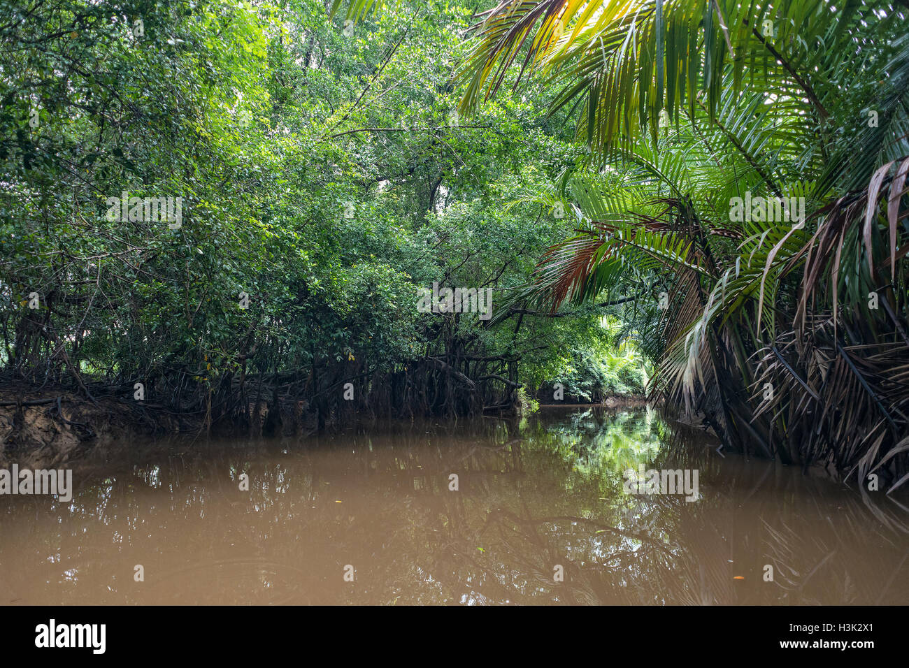 Way to kayaking through lush green jungle and wild mangrove swamp at ...