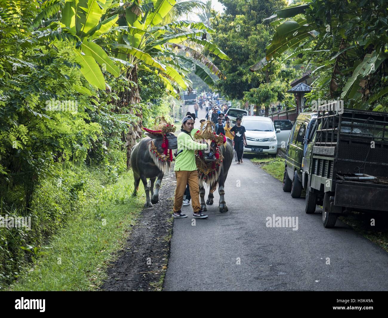 Makepung 2016 hi-res stock photography and images - Alamy