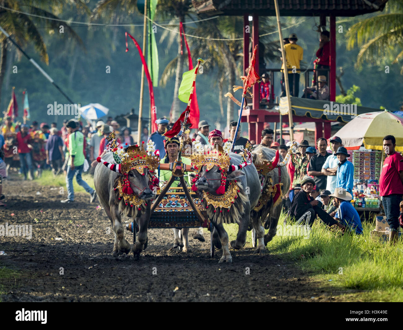 Jembrana november hi-res stock photography and images - Alamy