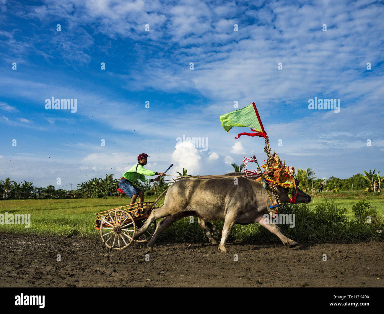 Jembrana, Bali, Indonesia. 9th Oct, 2016. Buffalo racers (makepung ...