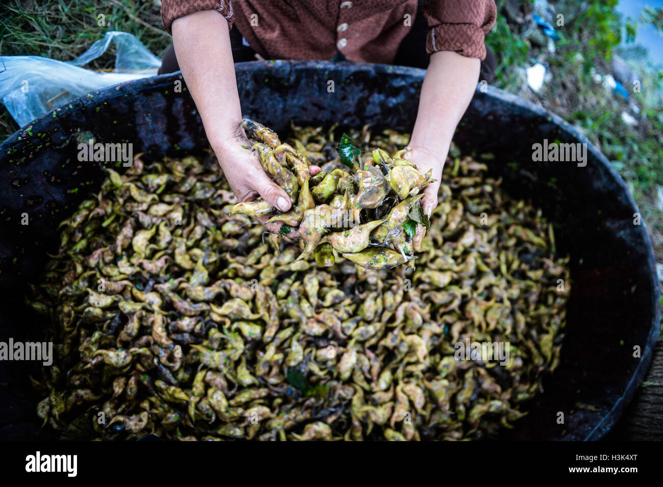 Water caltrops hi-res stock photography and images - Alamy