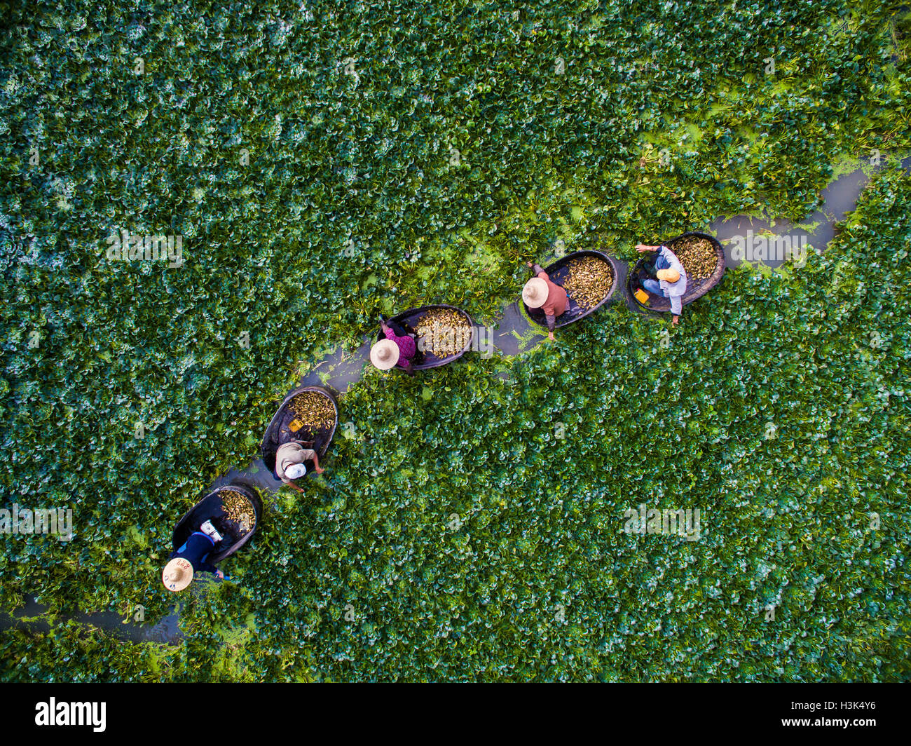 Water caltrops hi-res stock photography and images - Alamy