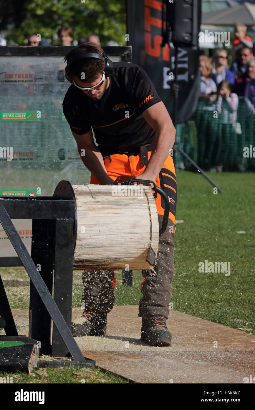 Log sawing contest hi-res stock photography and images - Alamy