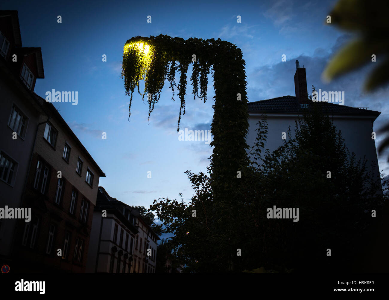 A lamp post covered by ivy in the Bornheim district of Frankfurt am ...