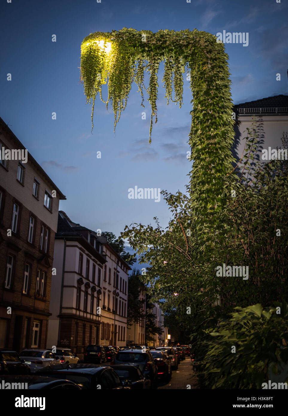 A lamp post covered by ivy in the Bornheim district of Frankfurt am ...