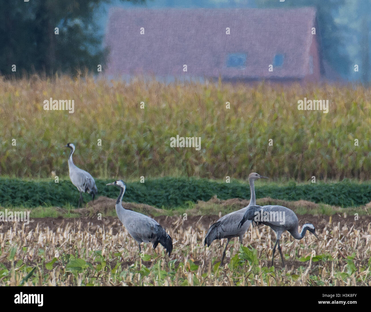 Rheden, Germany. 09th Oct, 2016. Cranes feed on the leftovers of ...
