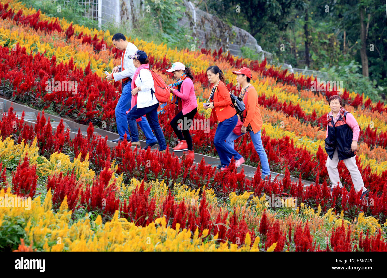 Huaying, Huaying, China. 9th Oct, 2016. Huaying, CHINA-October 9 2016 ...