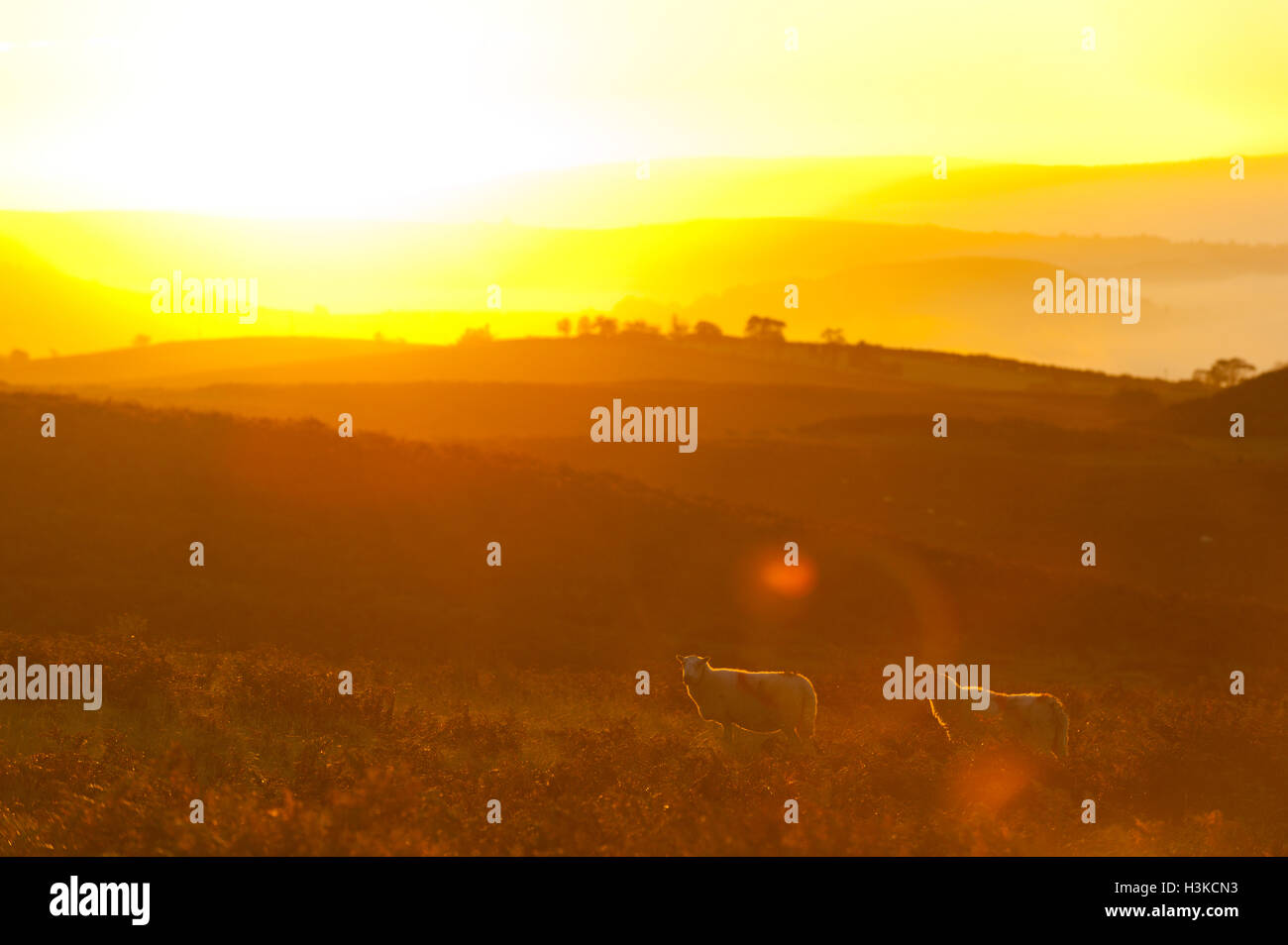 Mynydd Epynt, Powys, UK. 10th October 2016. UK Weather: Autumn misty ...