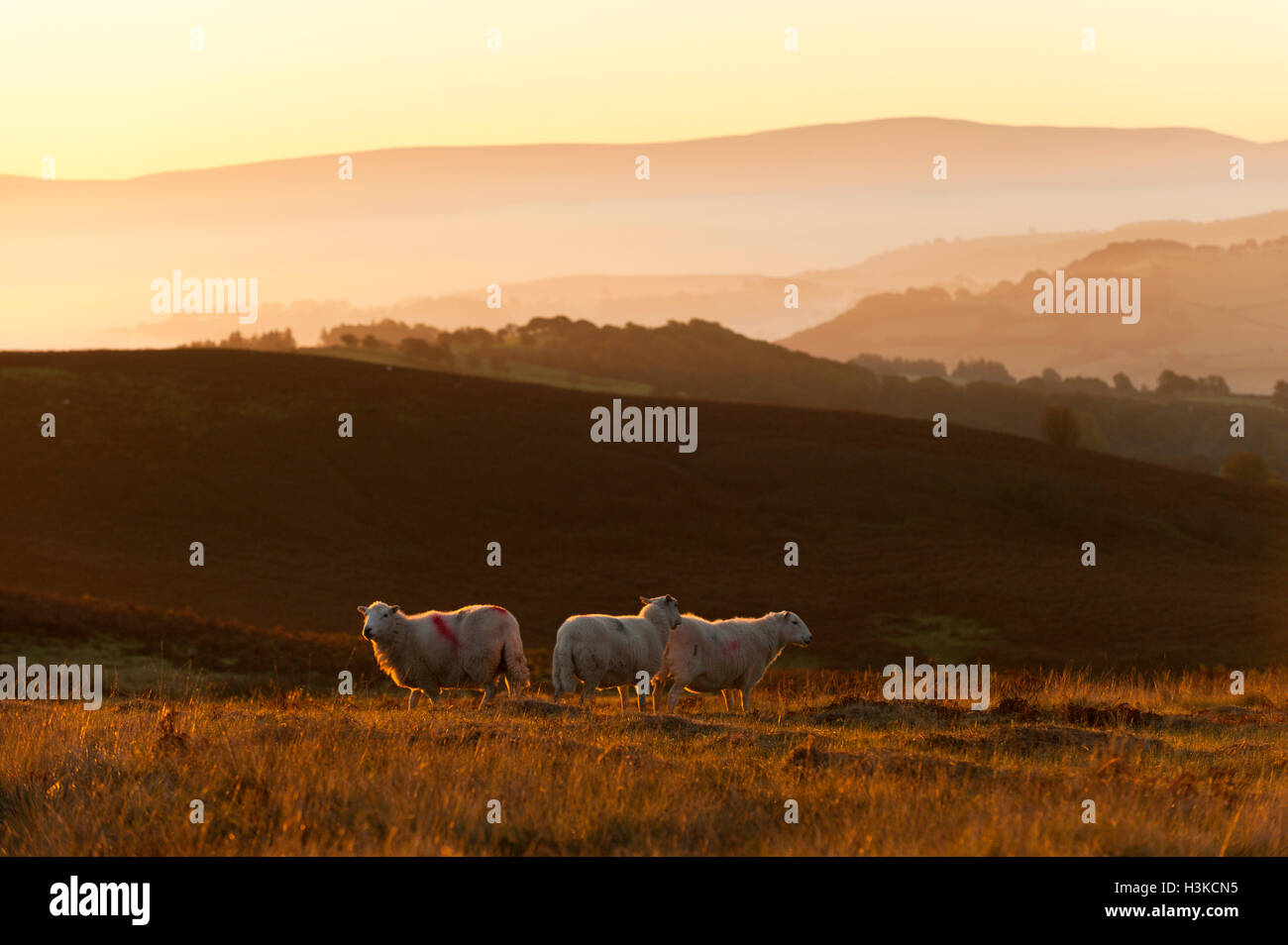 Mynydd Epynt, Powys, UK. 10th October 2016. UK Weather: Autumn misty ...