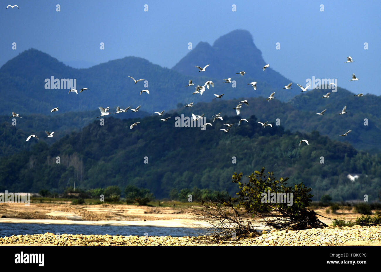 Huoshan. 10th Oct, 2016. A flock of white spoonbills and egrets fly ...