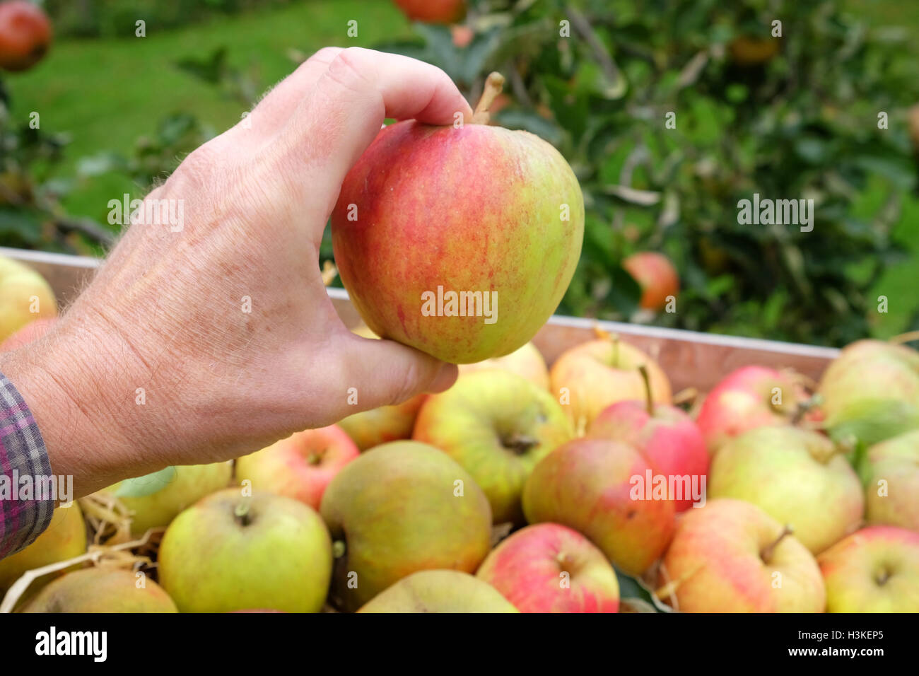 Bumper crop of apples hi-res stock photography and images - Alamy