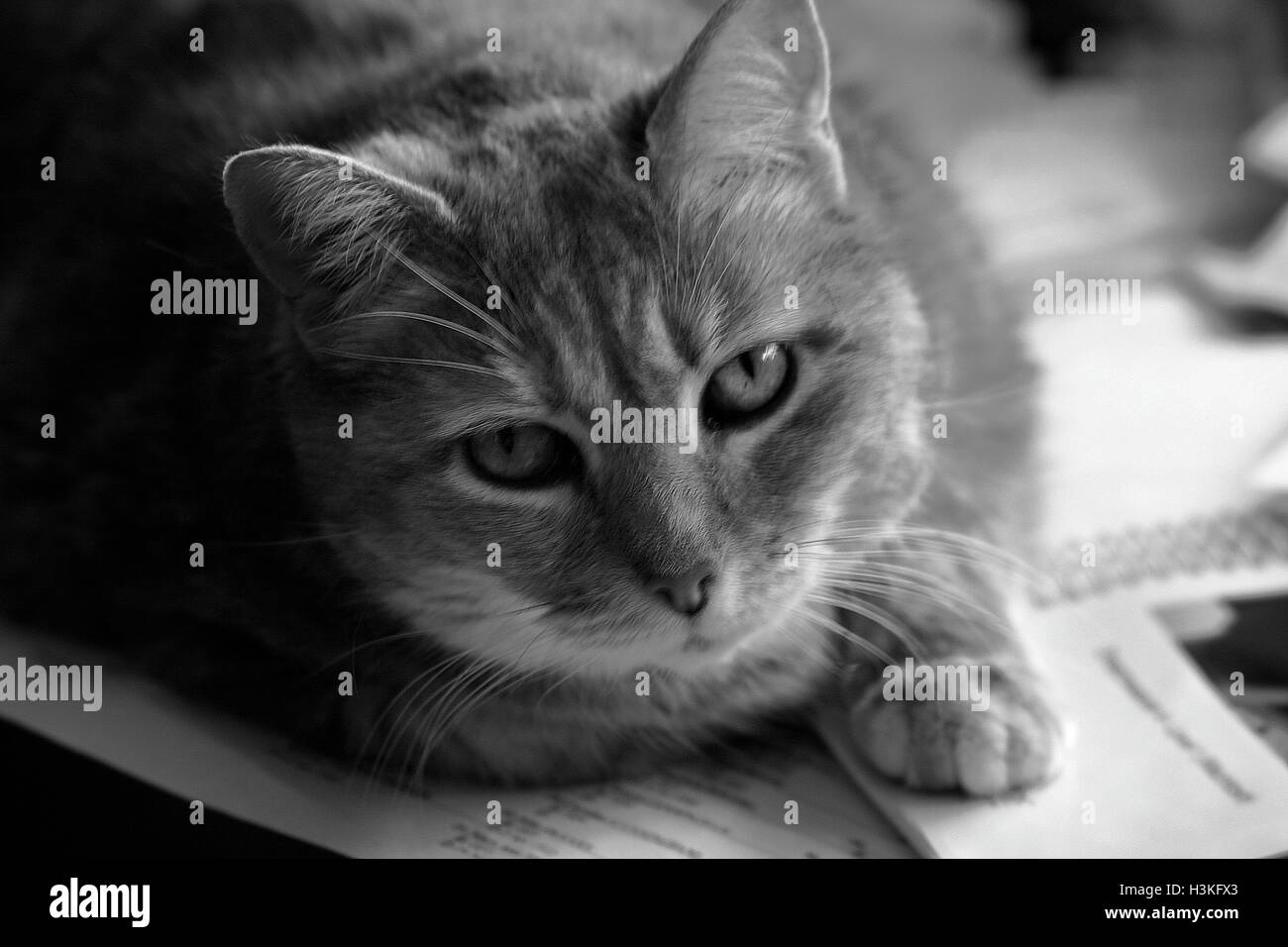 Cat named Emme laying on papers looking at the lens Stock Photo - Alamy