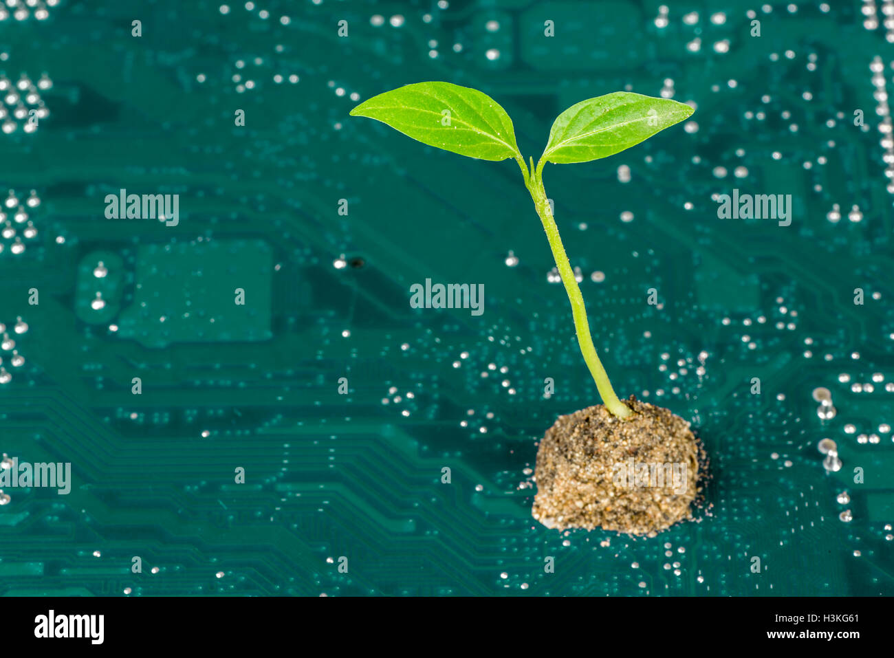 Green plant (sprout) growing from a green motherboard of a computer ...