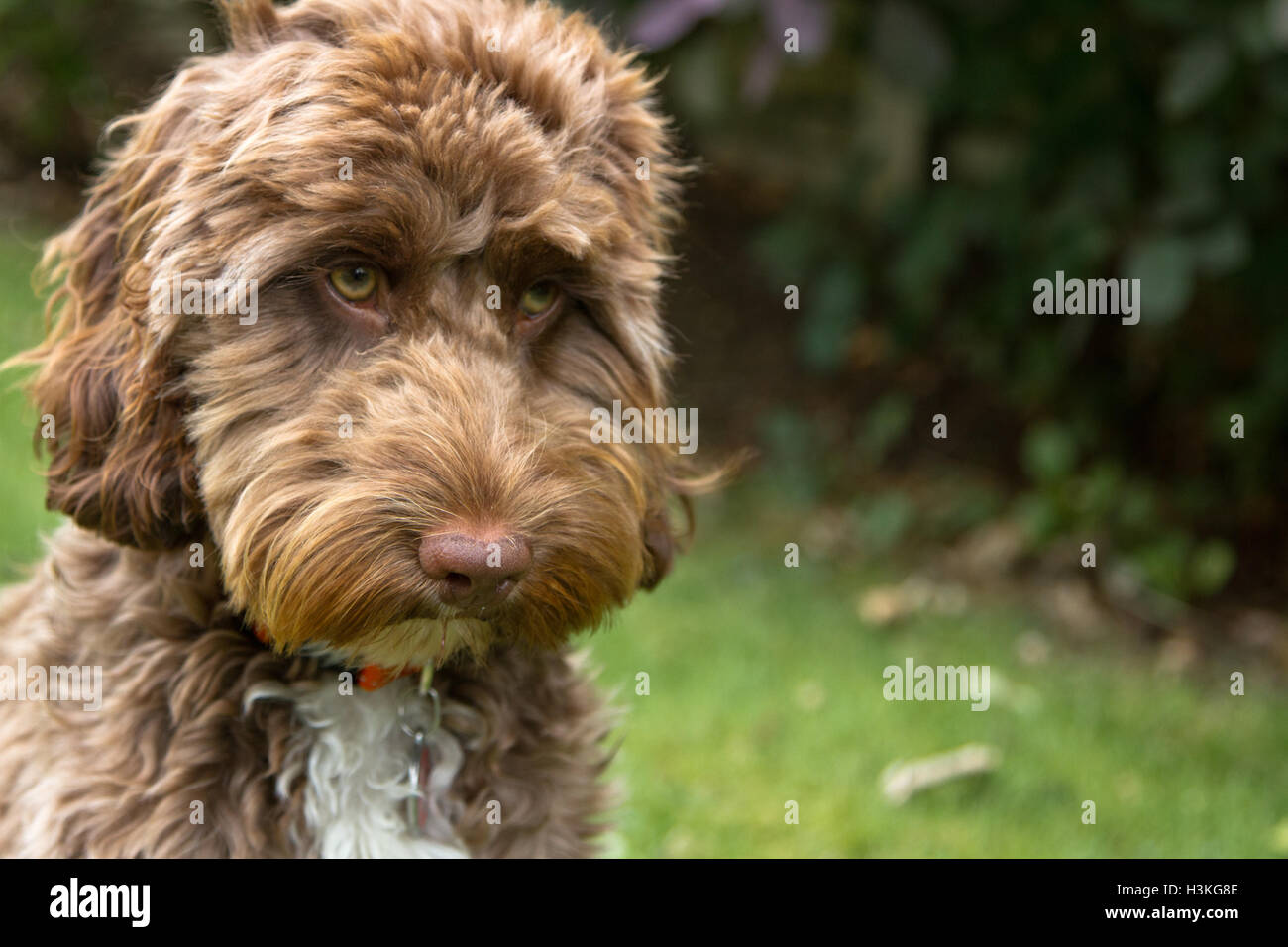 Chocolate cockapoo hi-res stock photography and images - Alamy