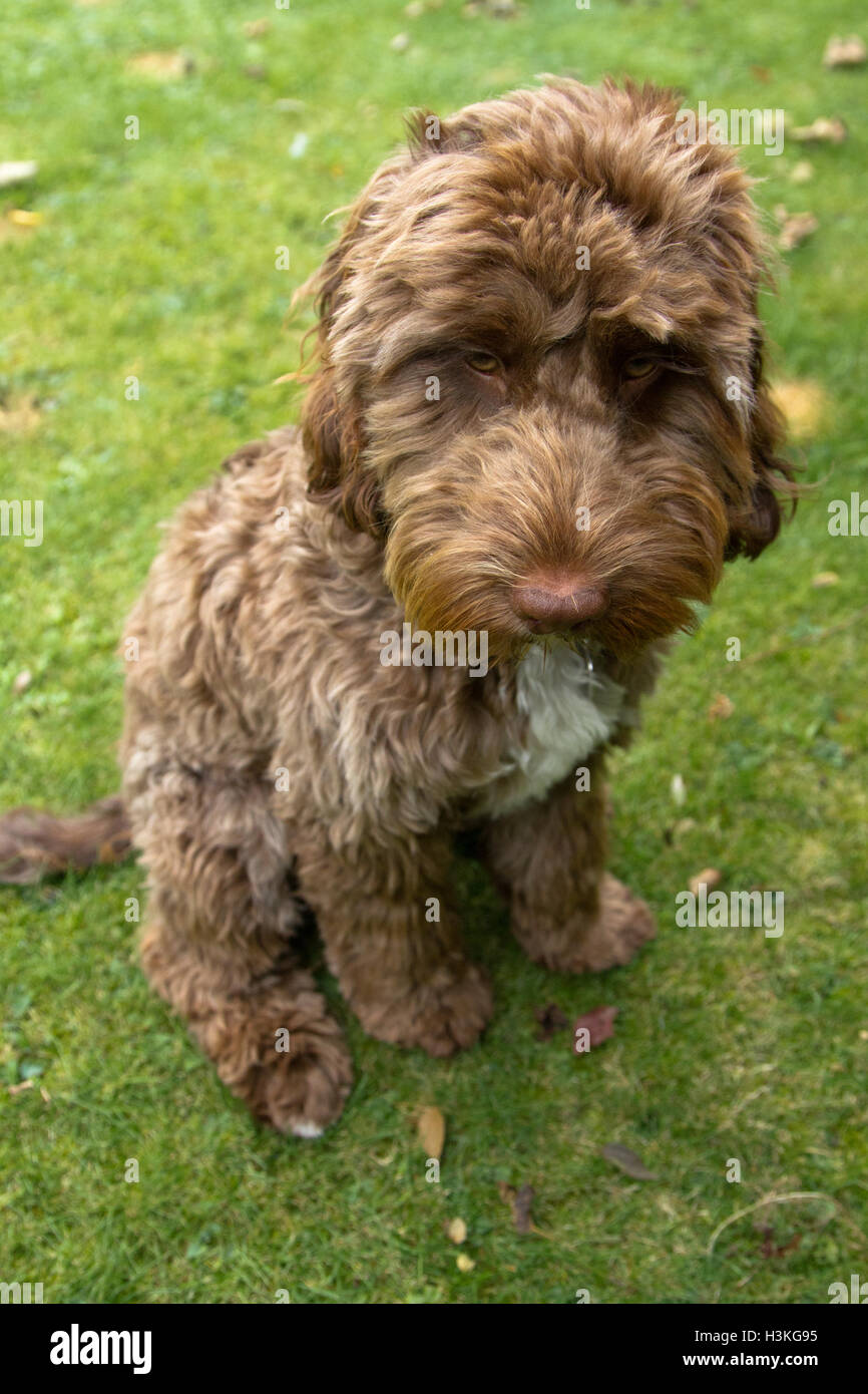 Chocolate cockapoo hi-res stock photography and images - Alamy