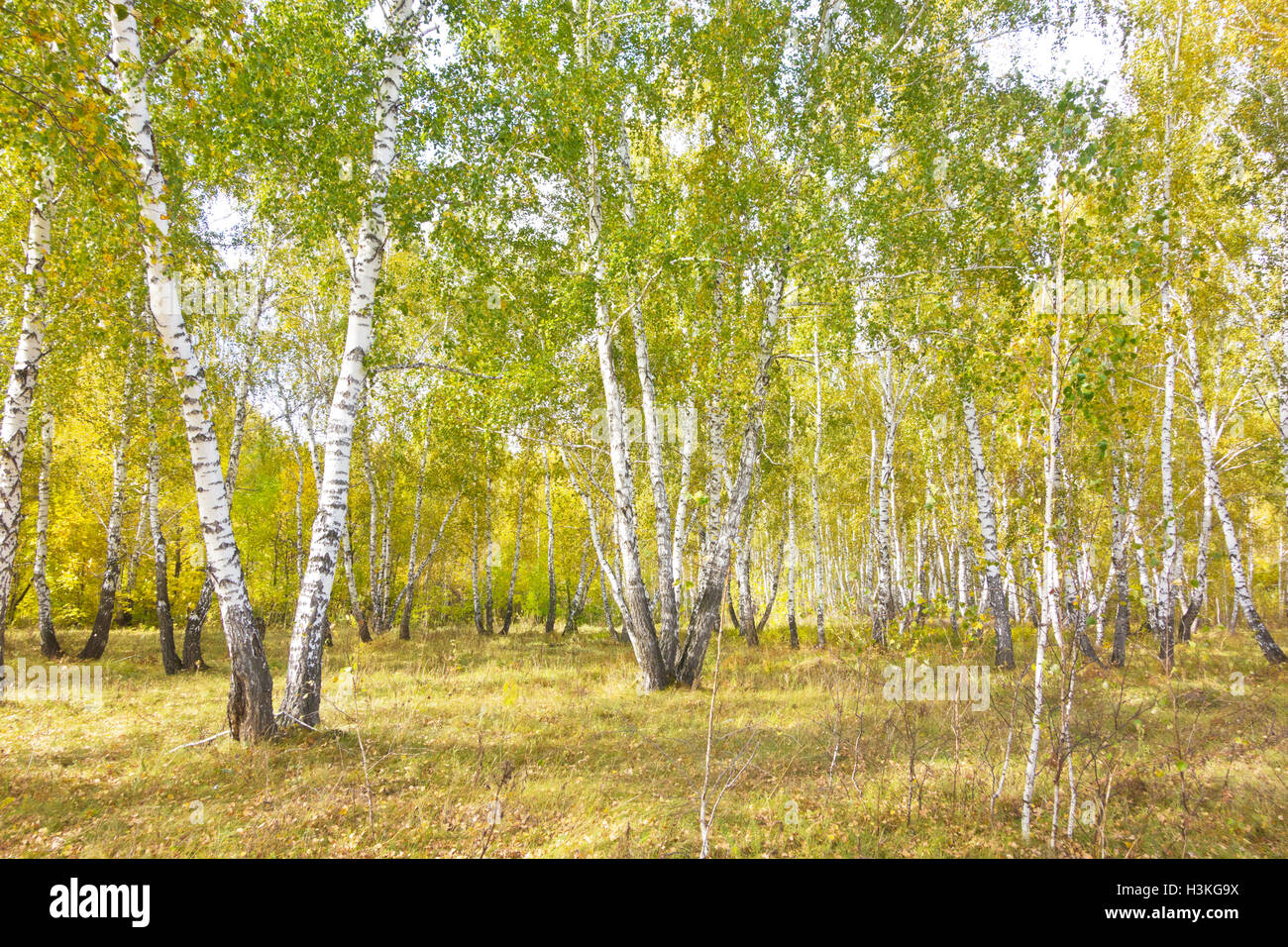 autumn birch forest Stock Photo - Alamy