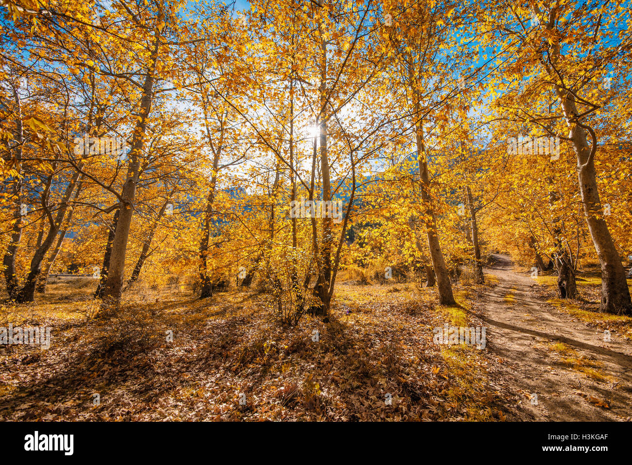 Golden autumn tree landscape hi-res stock photography and images - Alamy