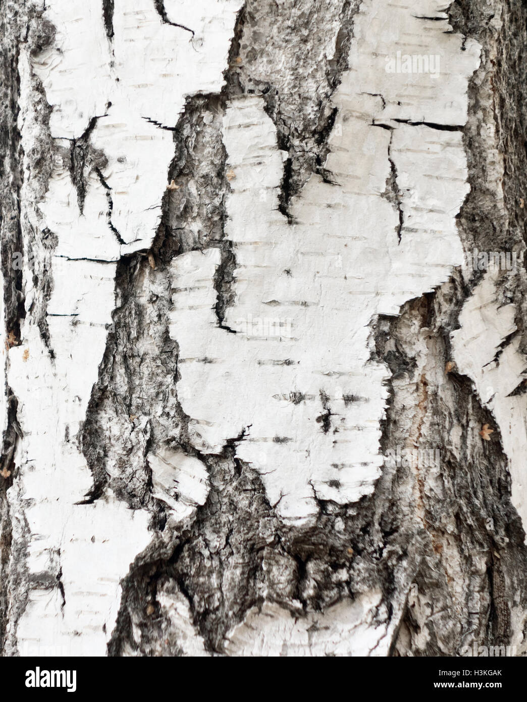 birch bark background Stock Photo - Alamy