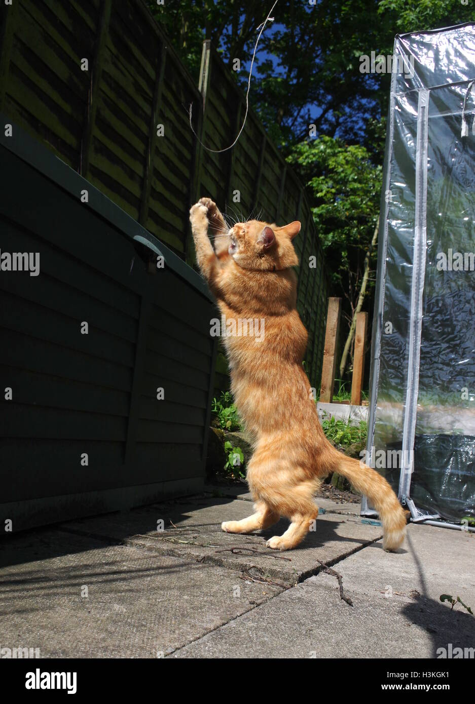 Ginger cat playing with string Stock Photo - Alamy