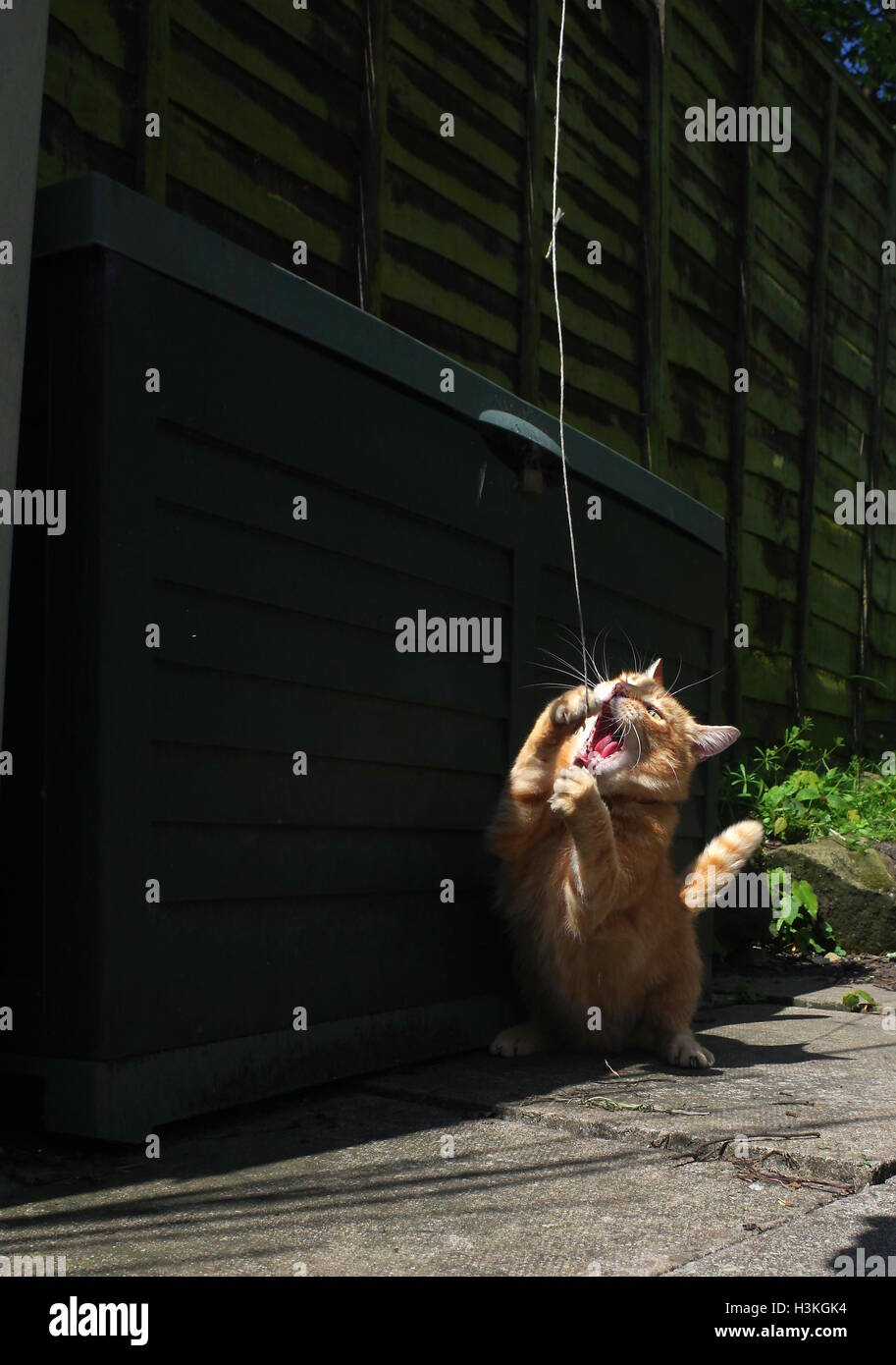 String plants hi-res stock photography and images - Alamy