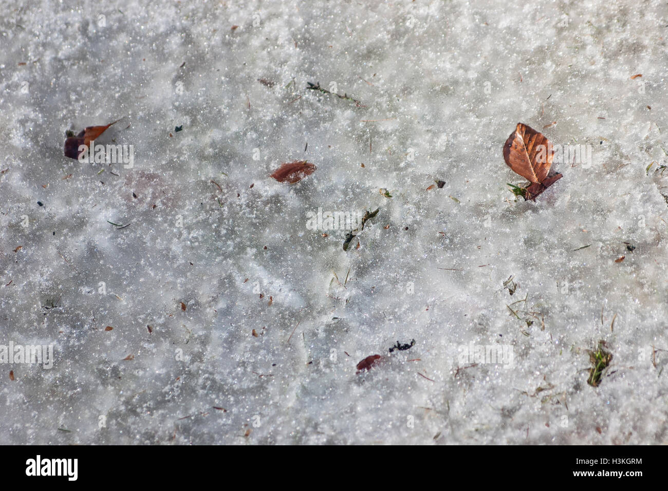 Leaves on snow in winter Stock Photo - Alamy