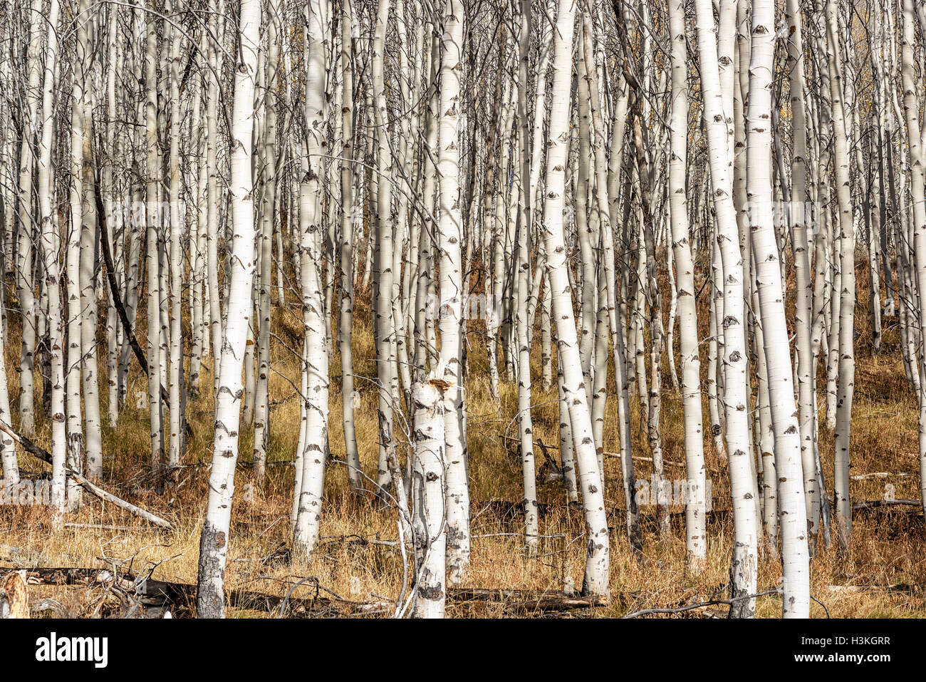 Many small Aspen trees in a forest Stock Photo - Alamy