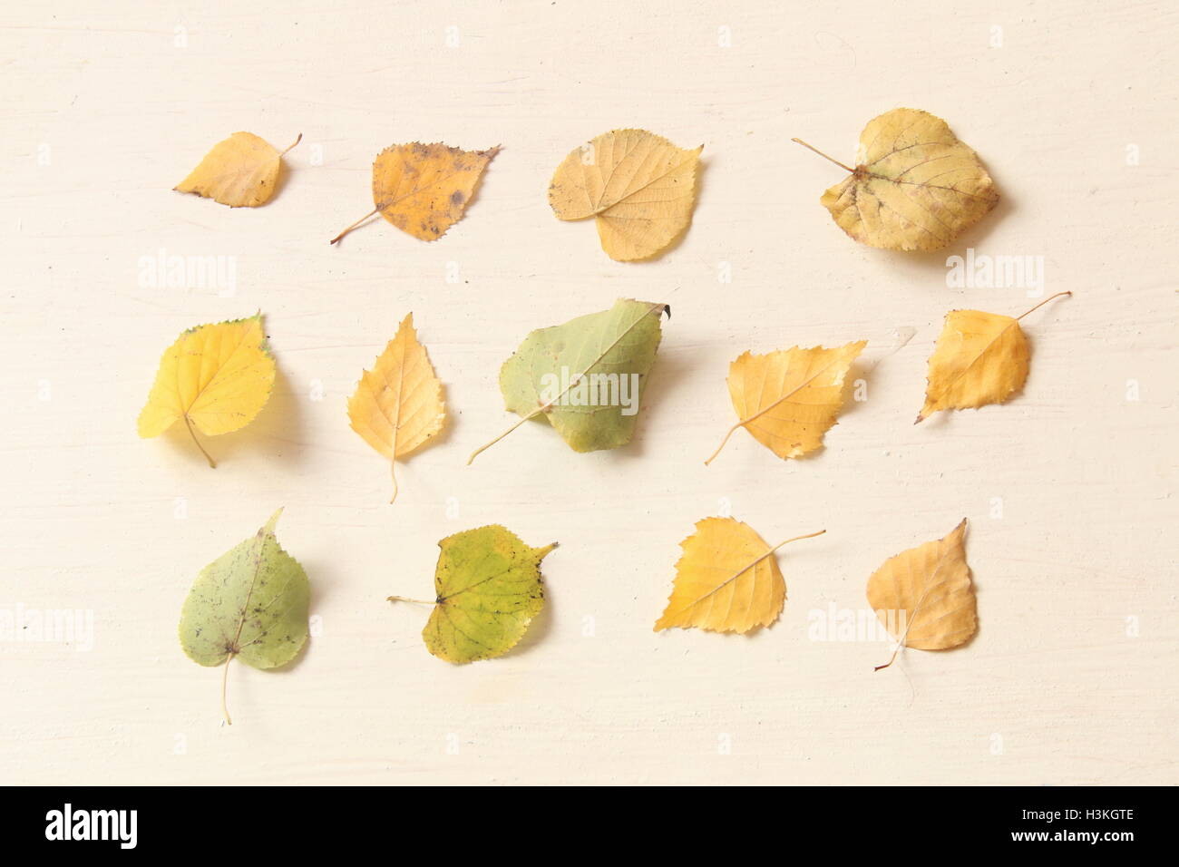 Fall. Autumn composition with different leaves Stock Photo - Alamy