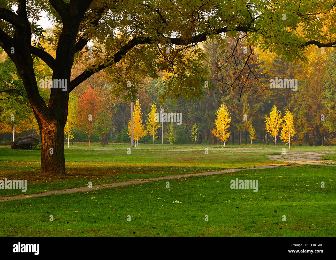 Old tree on the park meadow with green grass and colorful trees in the ...