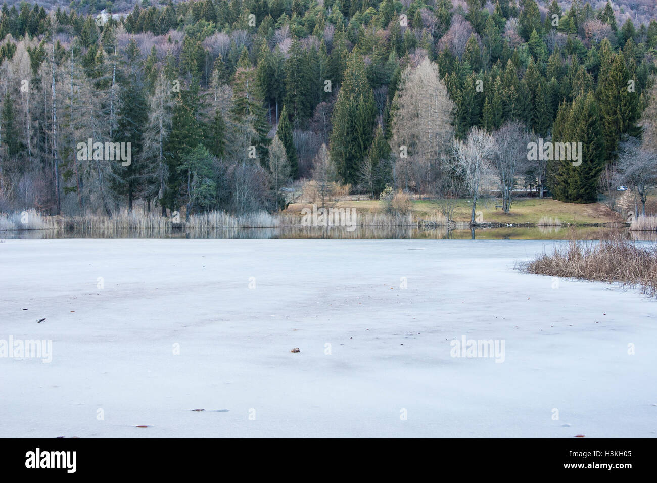 Winter tree reflection nature serene hi-res stock photography and ...