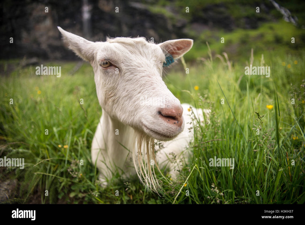 Laying goat hi-res stock photography and images - Alamy