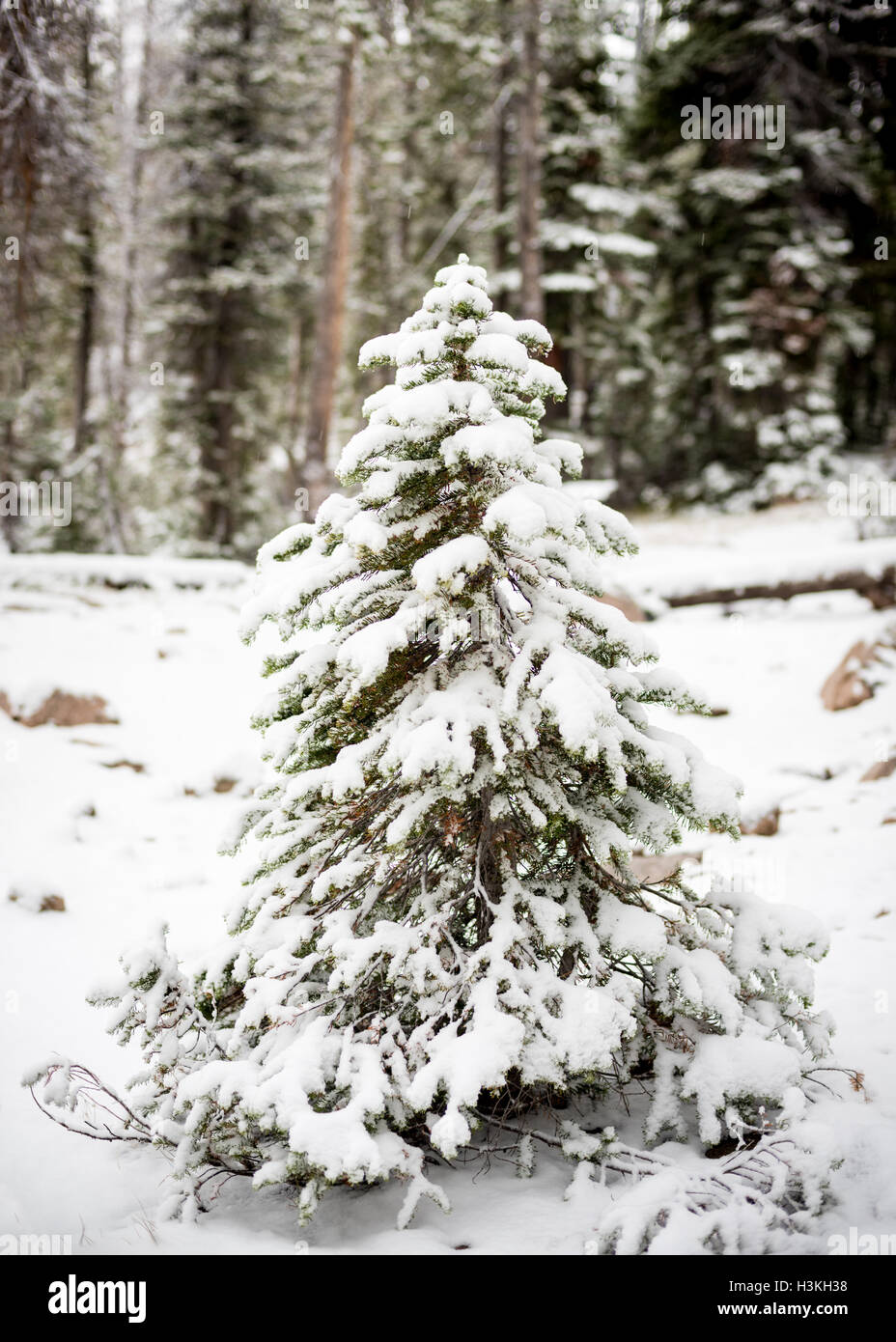 Small Christmas tree in the forest Stock Photo - Alamy