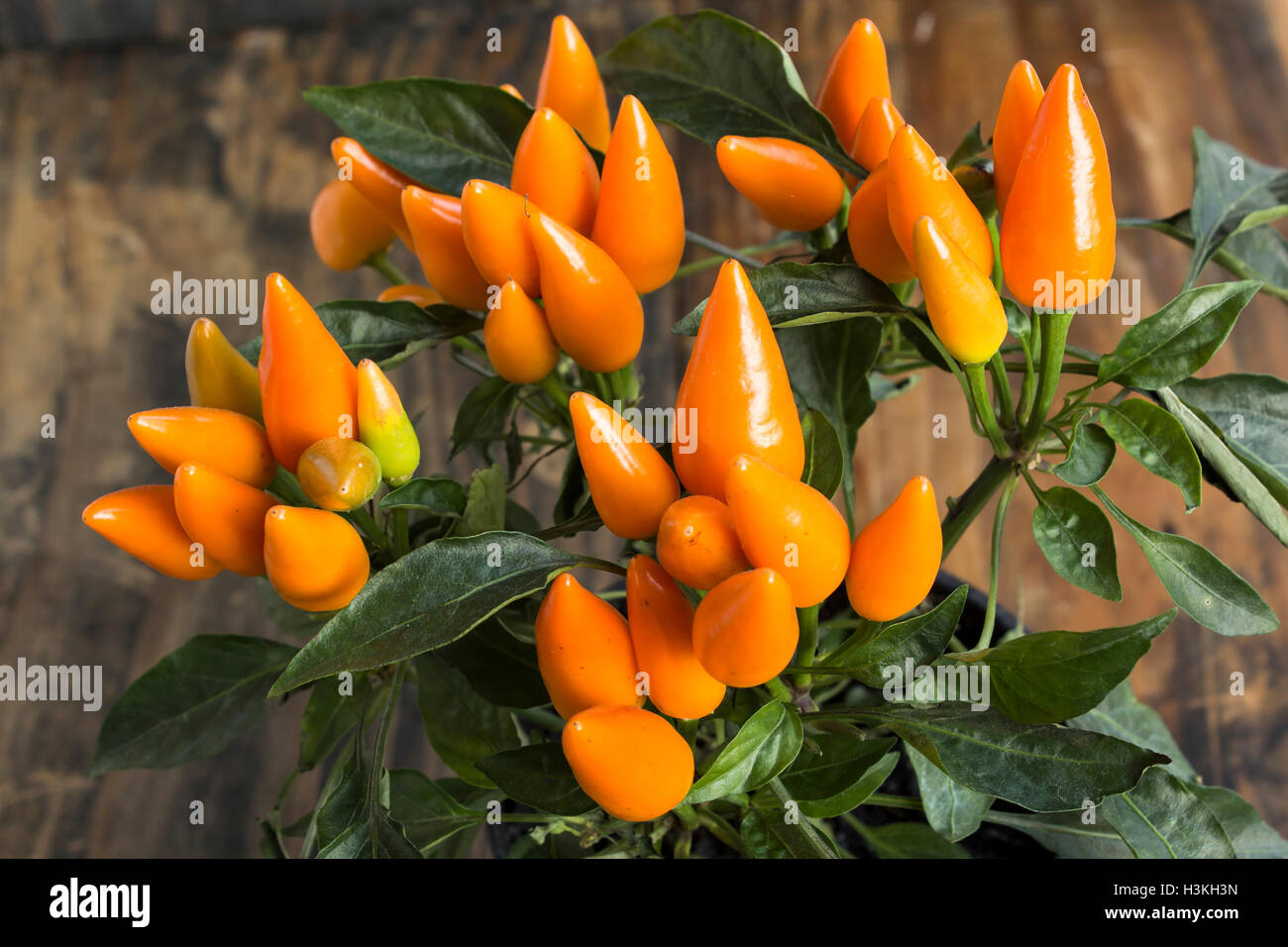 Group hot chili peppers hi-res stock photography and images - Alamy